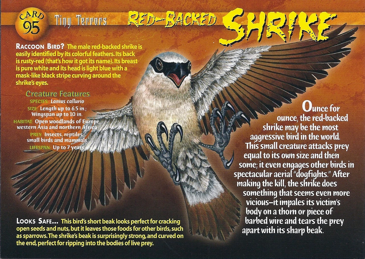 Red-Backed Shrike | Weird n' Wild Creatures Wiki | Fandom