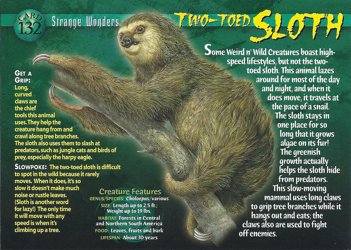 Two-Toed Sloth | Weird n' Wild Creatures Wiki | Fandom