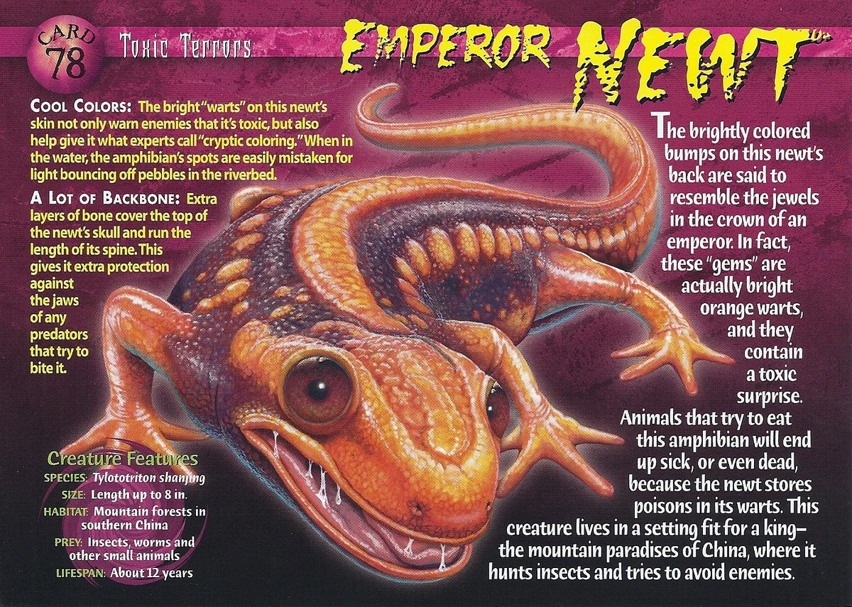 Emperor Newt | Weird n' Wild Creatures Wiki | Fandom