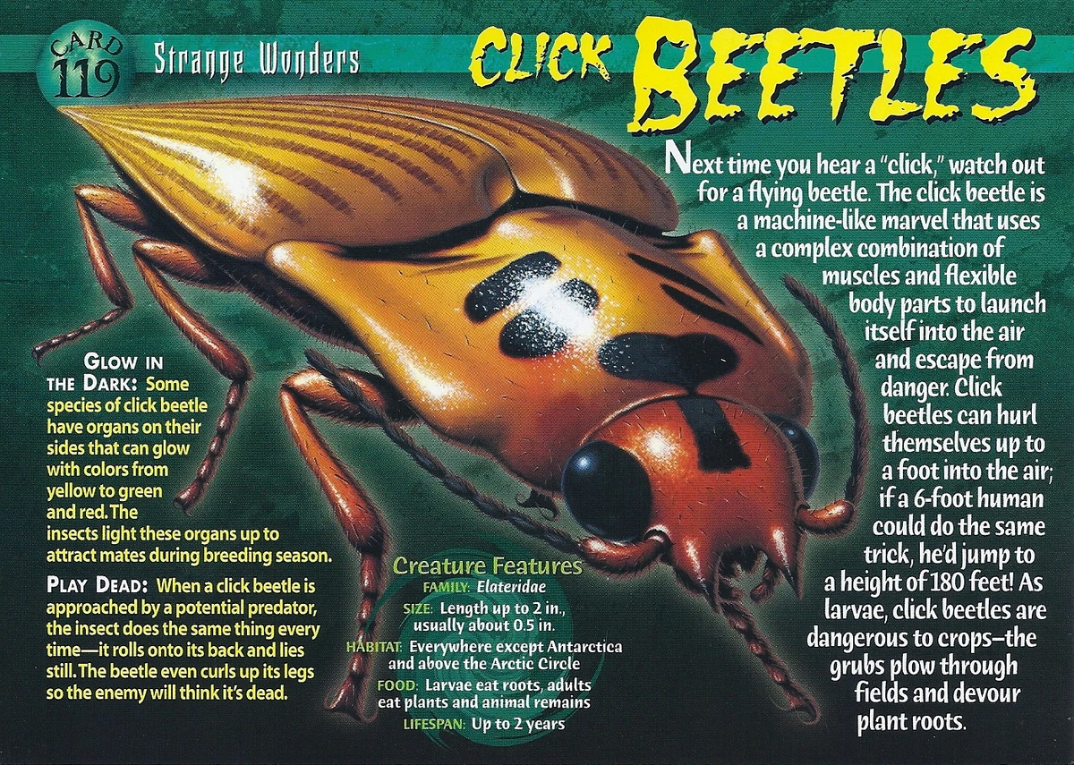 Click Beetles | Weird n' Wild Creatures Wiki | Fandom