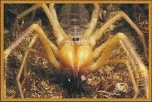 Wind Spiders | Weird n' Wild Creatures Wiki | Fandom