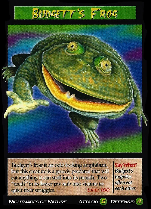 Budgett's Frog | Weird n' Wild Creatures Wiki | Fandom