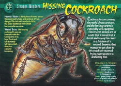 Hissing Cockroach | Weird n' Wild Creatures Wiki | Fandom