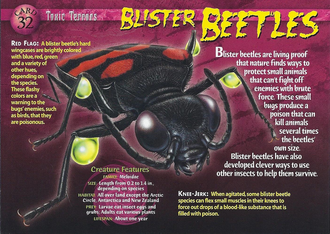 blister beetle larvae bite
