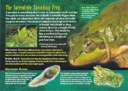 Paradoxical Frog | Weird n' Wild Creatures Wiki | Fandom