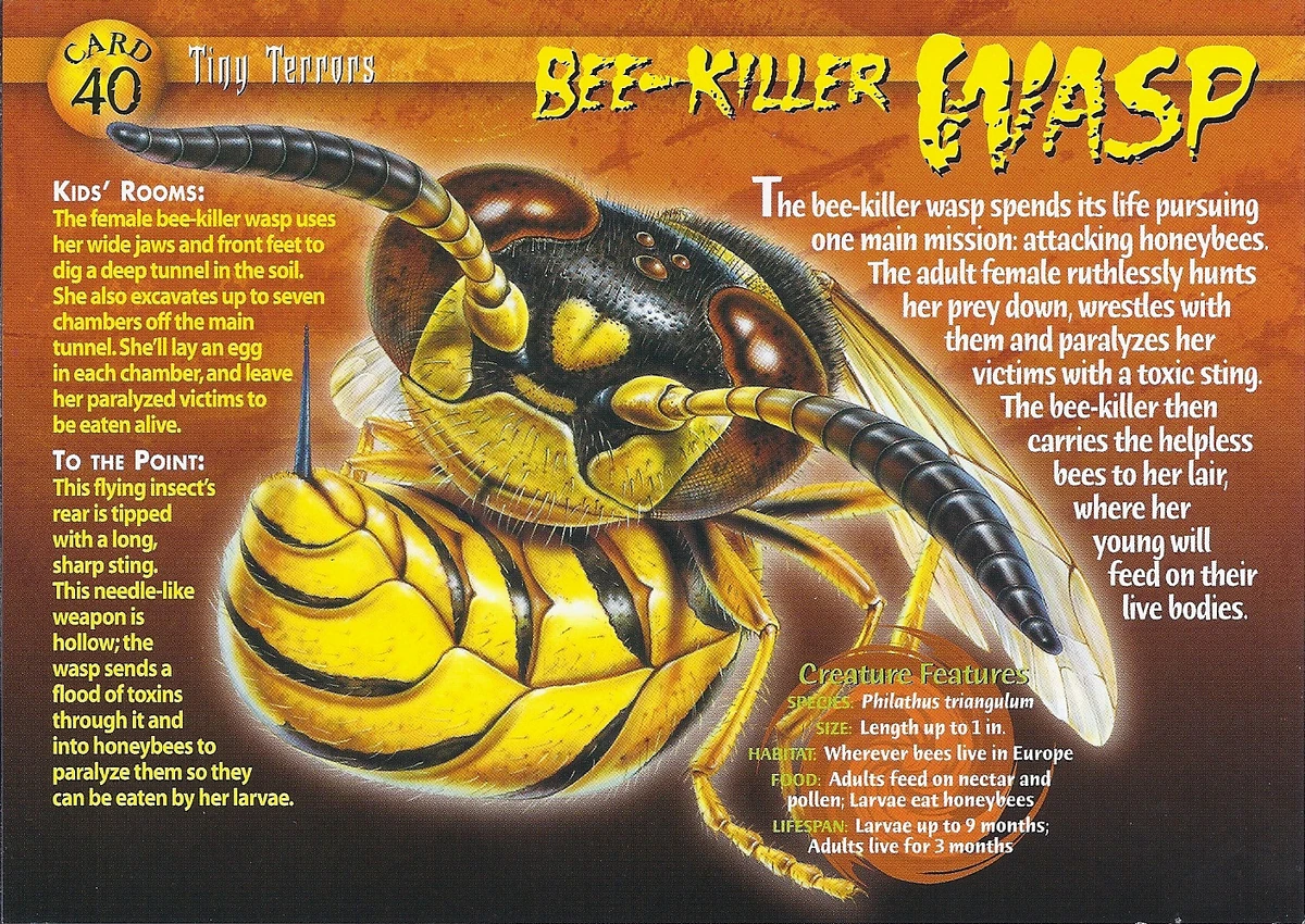 Bee-Killer Wasp | Weird n' Wild Creatures Wiki | Fandom