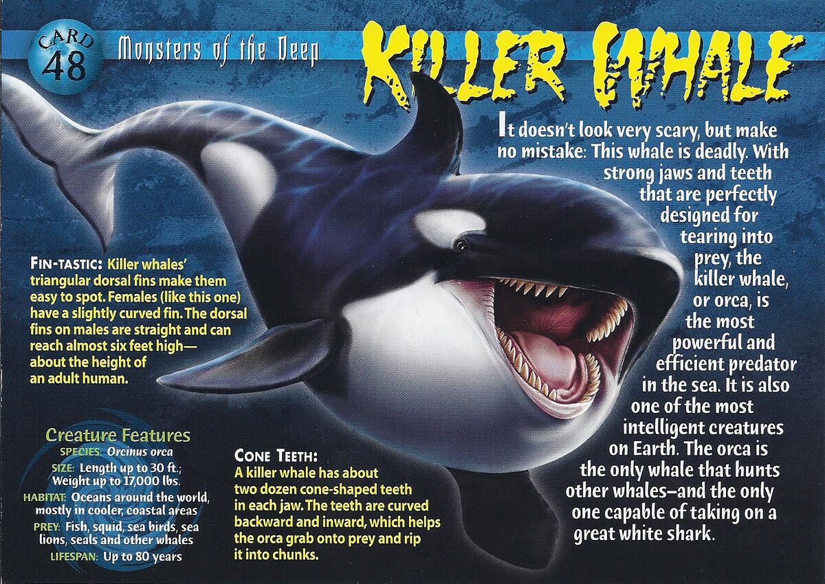 Killer Whale | Weird n' Wild Creatures Wiki | Fandom Killer Whale | Weird n' Wild Creatures Wiki | Fandom