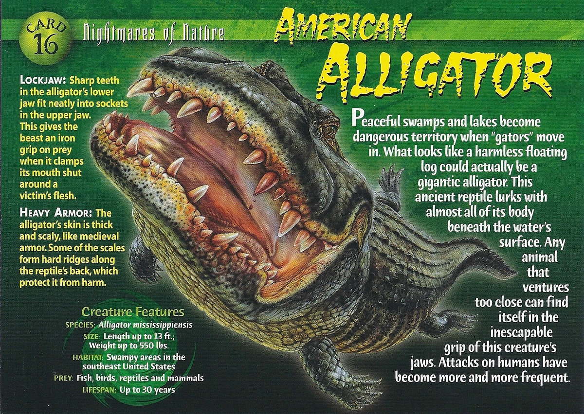 American Alligator | Weird n' Wild Creatures Wiki | Fandom