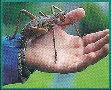 Giant Weta | Weird n' Wild Creatures Wiki | Fandom