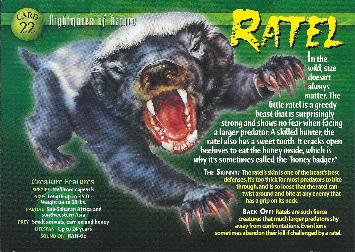 Ratel | Weird n' Wild Creatures Wiki | Fandom