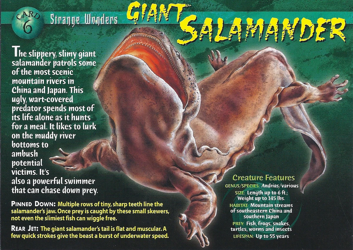 Giant Salamander | Weird n' Wild Creatures Wiki | Fandom