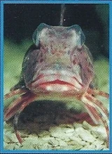 Sea Robins | Weird n' Wild Creatures Wiki | Fandom