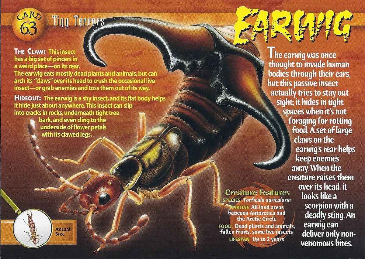 Earwig | Weird n' Wild Creatures Wiki | Fandom