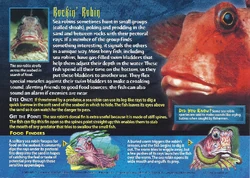 Sea Robins | Weird n' Wild Creatures Wiki | Fandom