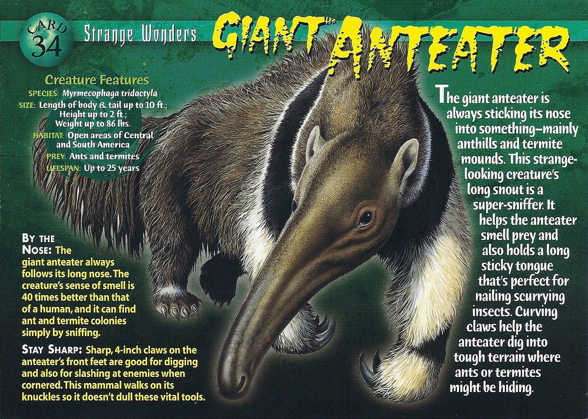 Giant Anteater | Weird n' Wild Creatures Wiki | Fandom