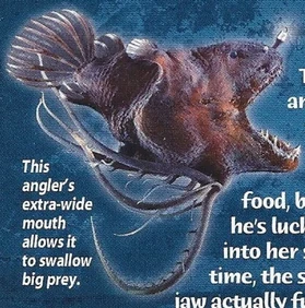 Bearded Anglerfish | Weird n' Wild Creatures Wiki | Fandom