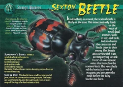 Sexton Beetle | Weird n' Wild Creatures Wiki | Fandom