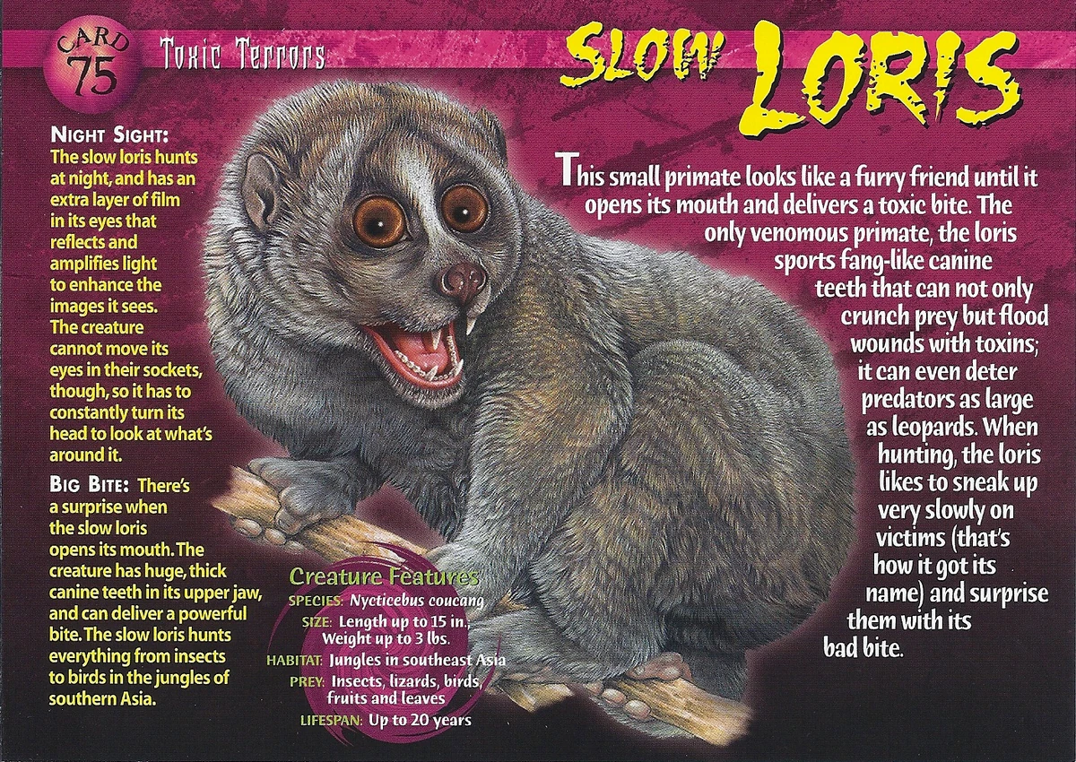 Slow Loris | Weird n' Wild Creatures Wiki | Fandom