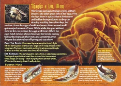 Earwig | Weird n' Wild Creatures Wiki | Fandom
