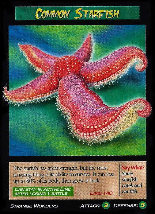 Common Starfish | Weird n' Wild Creatures Wiki | Fandom