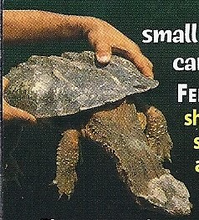 Matamata | Weird n' Wild Creatures Wiki | Fandom