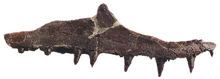 Dapedium | Weird n' Wild Creatures Wiki | Fandom