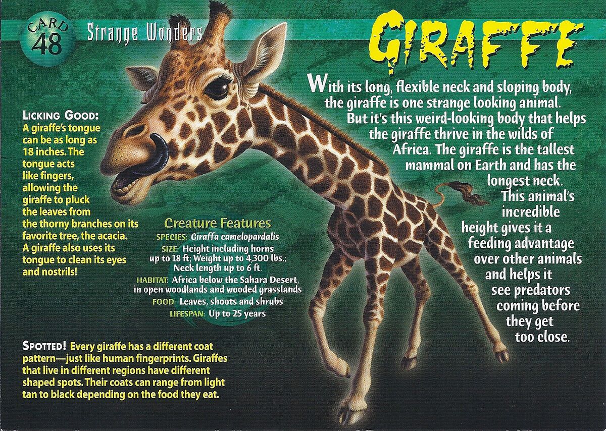 Category:Giraffids | Weird n' Wild Creatures Wiki | Fandom Category:Giraffids | Weird n' Wild Creatures Wiki | Fandom