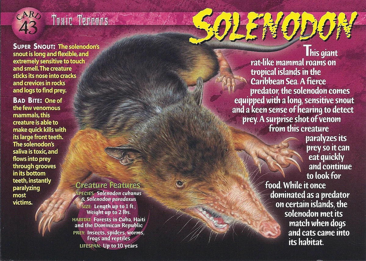 Solenodon | Weird n' Wild Creatures Wiki | Fandom