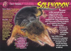 Solenodon | Weird n' Wild Creatures Wiki | Fandom