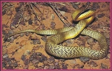 Fierce Snake | Weird n' Wild Creatures Wiki | Fandom