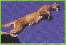 Puma | Weird n' Wild Creatures Wiki | Fandom