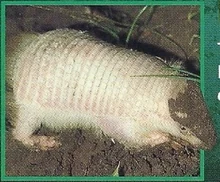 Pichiciego | Weird n' Wild Creatures Wiki | Fandom