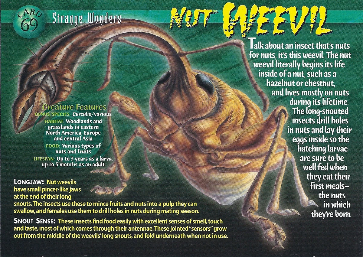 Nut Weevil | Weird n' Wild Creatures Wiki | Fandom