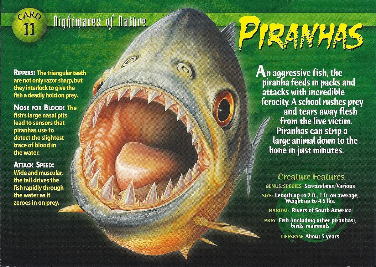 Piranhas | Weird n' Wild Creatures Wiki | Fandom
