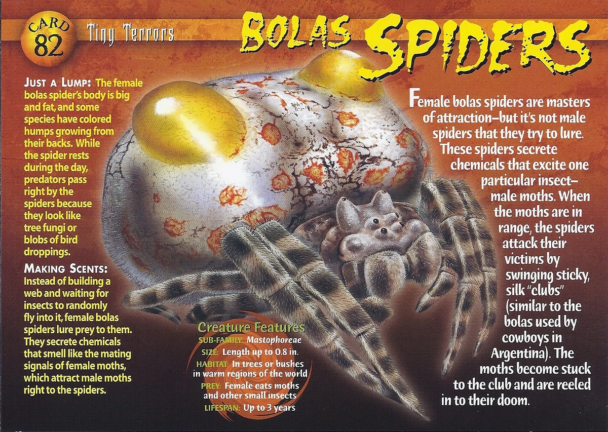 Bolas Spiders | Weird n' Wild Creatures Wiki | Fandom