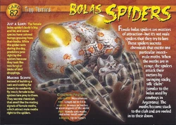 Bolas Spiders | Weird n' Wild Creatures Wiki | Fandom
