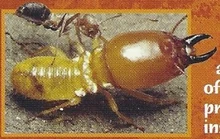 Pugnacious Ants | Weird n' Wild Creatures Wiki | Fandom