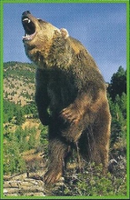 Grizzly Bear | Weird n' Wild Creatures Wiki | Fandom