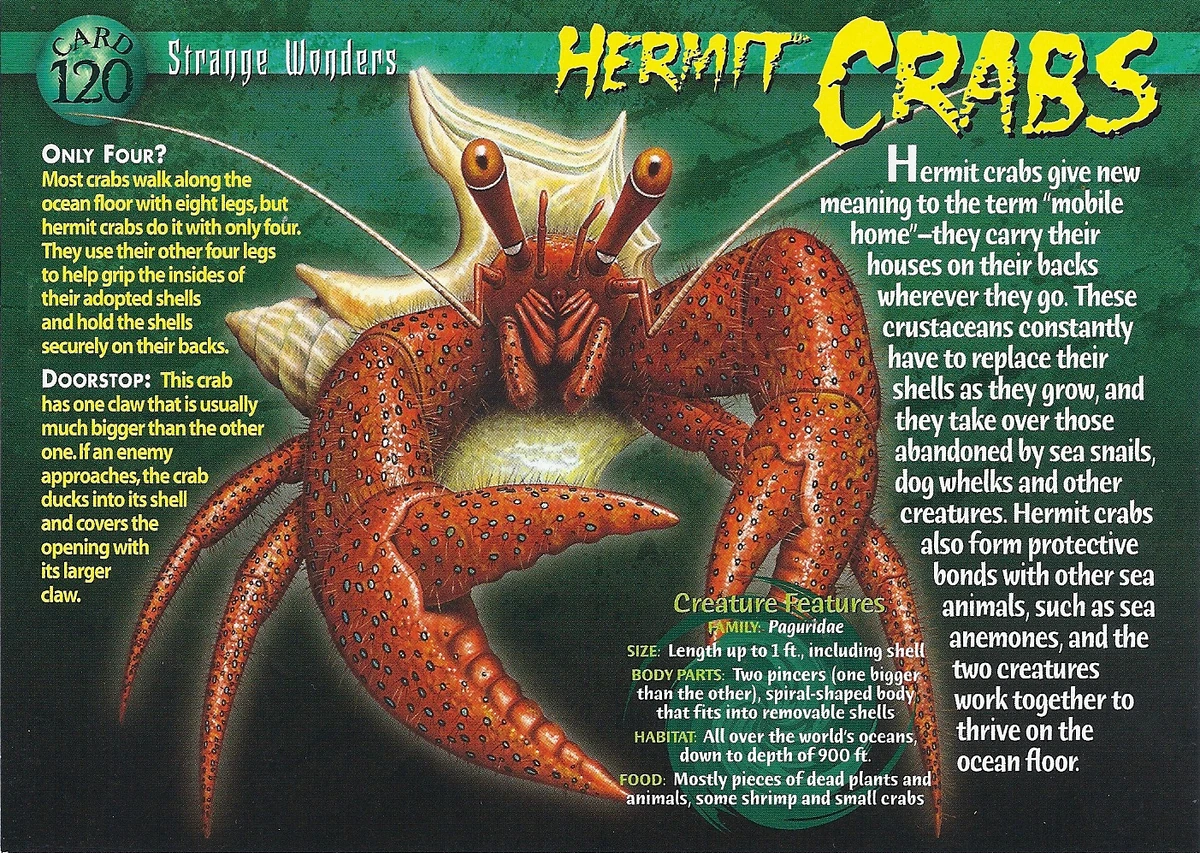 Hermit Crabs | Weird n' Wild Creatures Wiki | Fandom