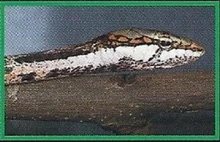 Twig Snake | Weird n' Wild Creatures Wiki | Fandom