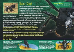 Fogstand Beetles | Weird n' Wild Creatures Wiki | Fandom
