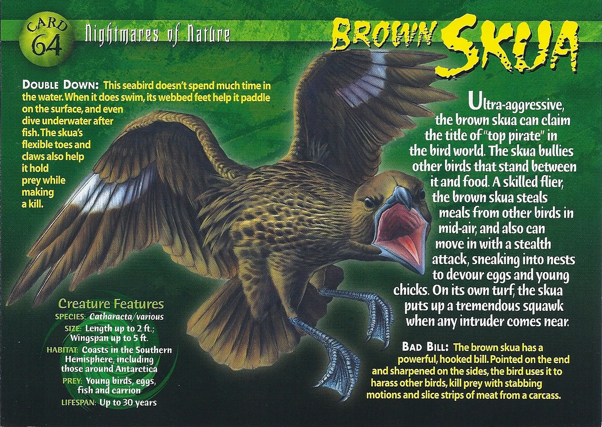 Brown Skua | Weird n' Wild Creatures Wiki | Fandom
