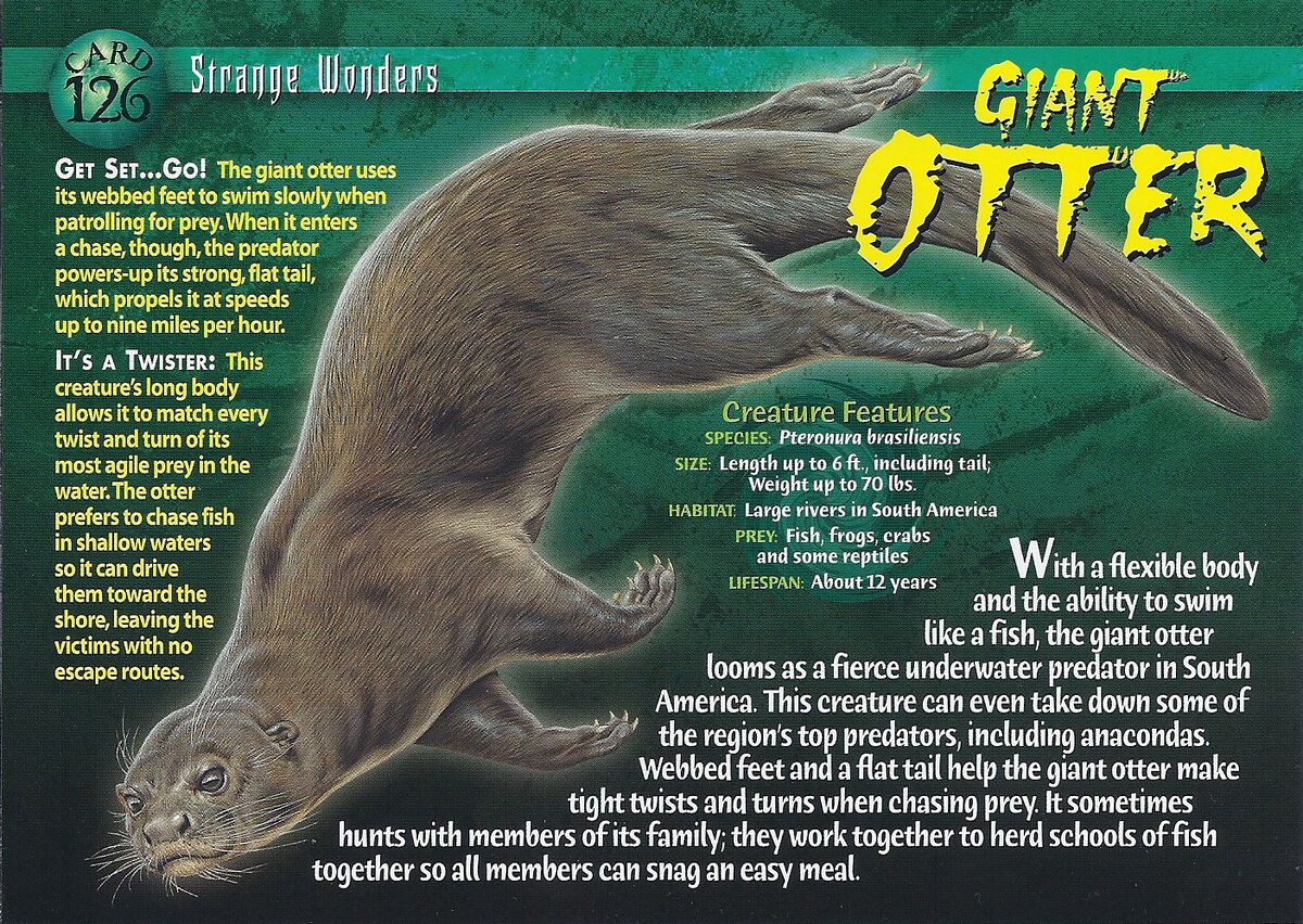 Giant Otter | Weird n' Wild Creatures Wiki | Fandom