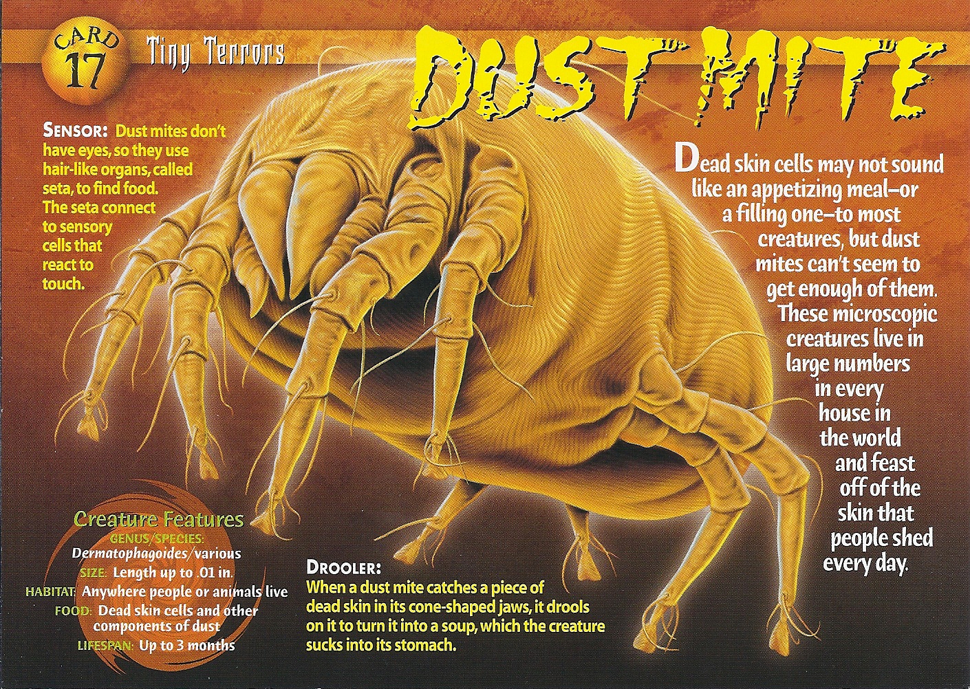 Dust Mite Size Comparison Dust Mite | Weird N' Wild Creatures Wiki
