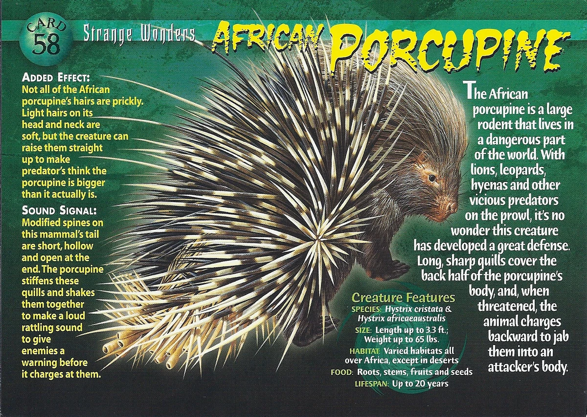African Porcupine | Weird n' Wild Creatures Wiki | Fandom