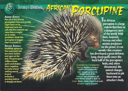 African Porcupine | Weird n' Wild Creatures Wiki | Fandom