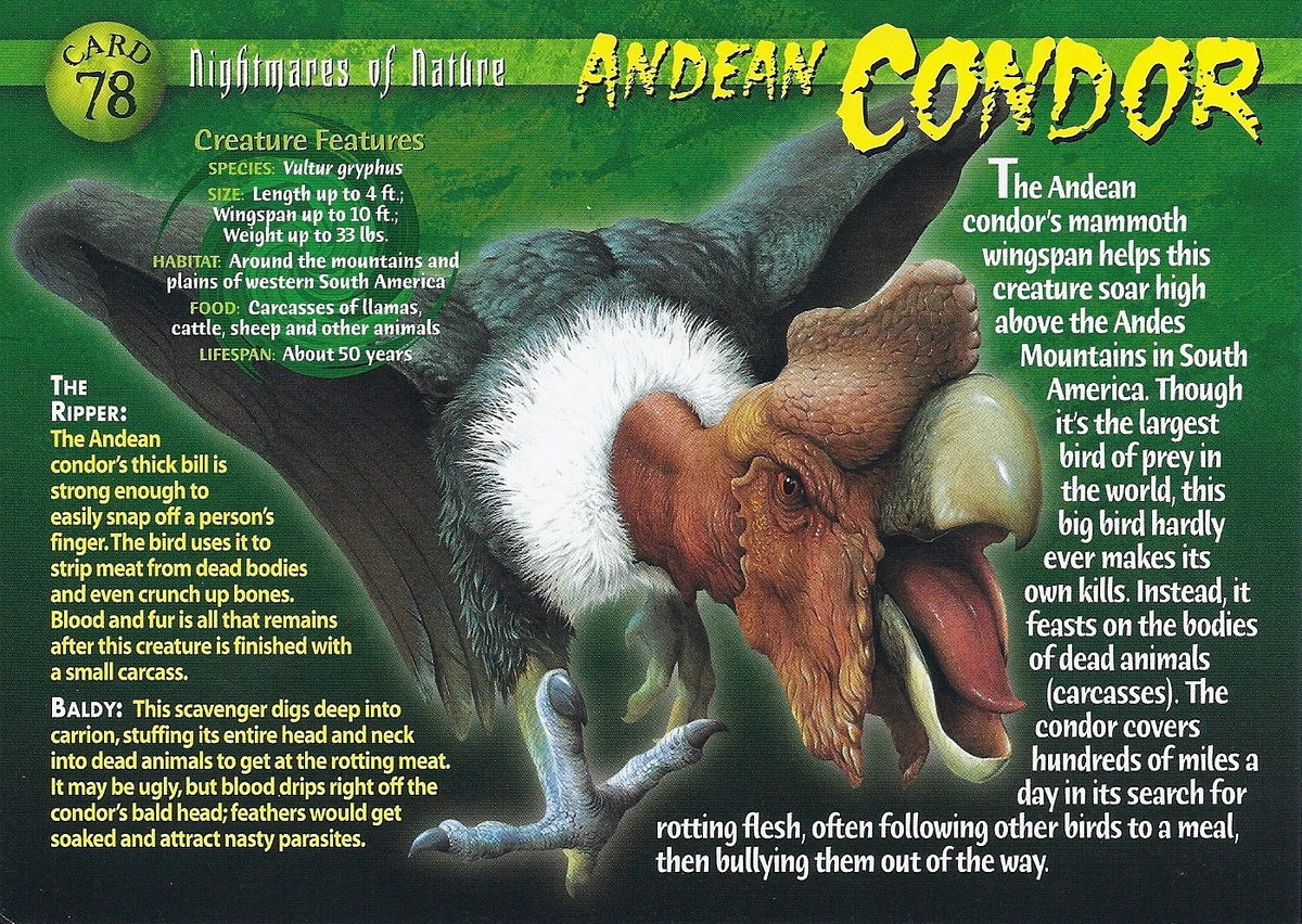 Andean Condor | Weird n' Wild Creatures Wiki | Fandom