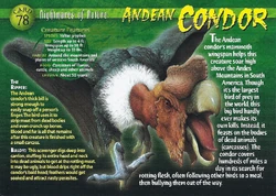 Andean Condor | Weird n' Wild Creatures Wiki | Fandom