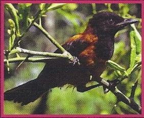 Hooded Pitohui | Weird n' Wild Creatures Wiki | Fandom