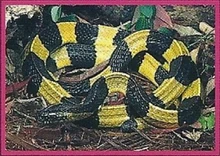 Krait | Weird n' Wild Creatures Wiki | Fandom